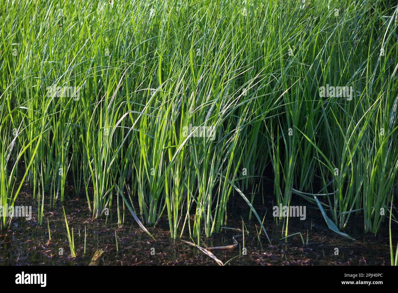 Cane lake hi-res stock photography and images - Alamy