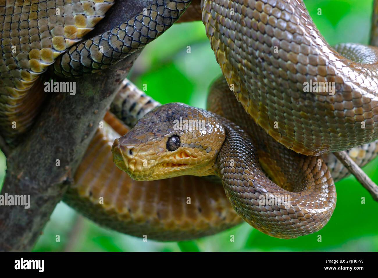 Snake trinidad hi-res stock photography and images - Alamy