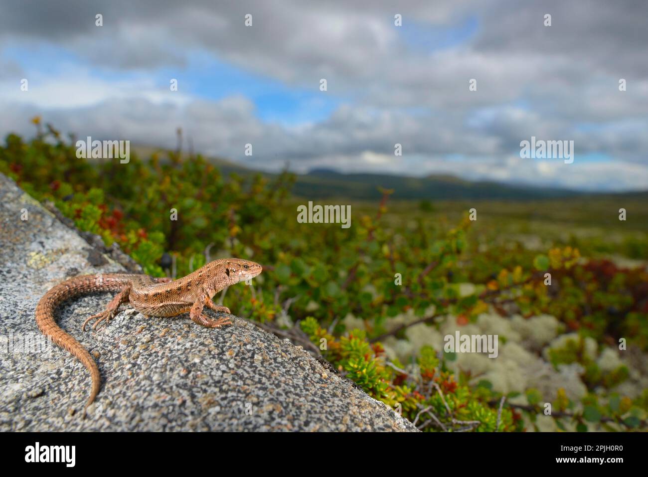 Common Lizard (Zootoca vivipara) adult, basking on rock in tundra ...