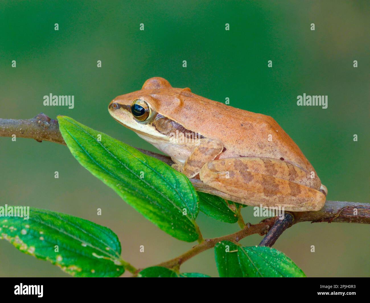 Frog amphibian sri lanka hi-res stock photography and images - Alamy