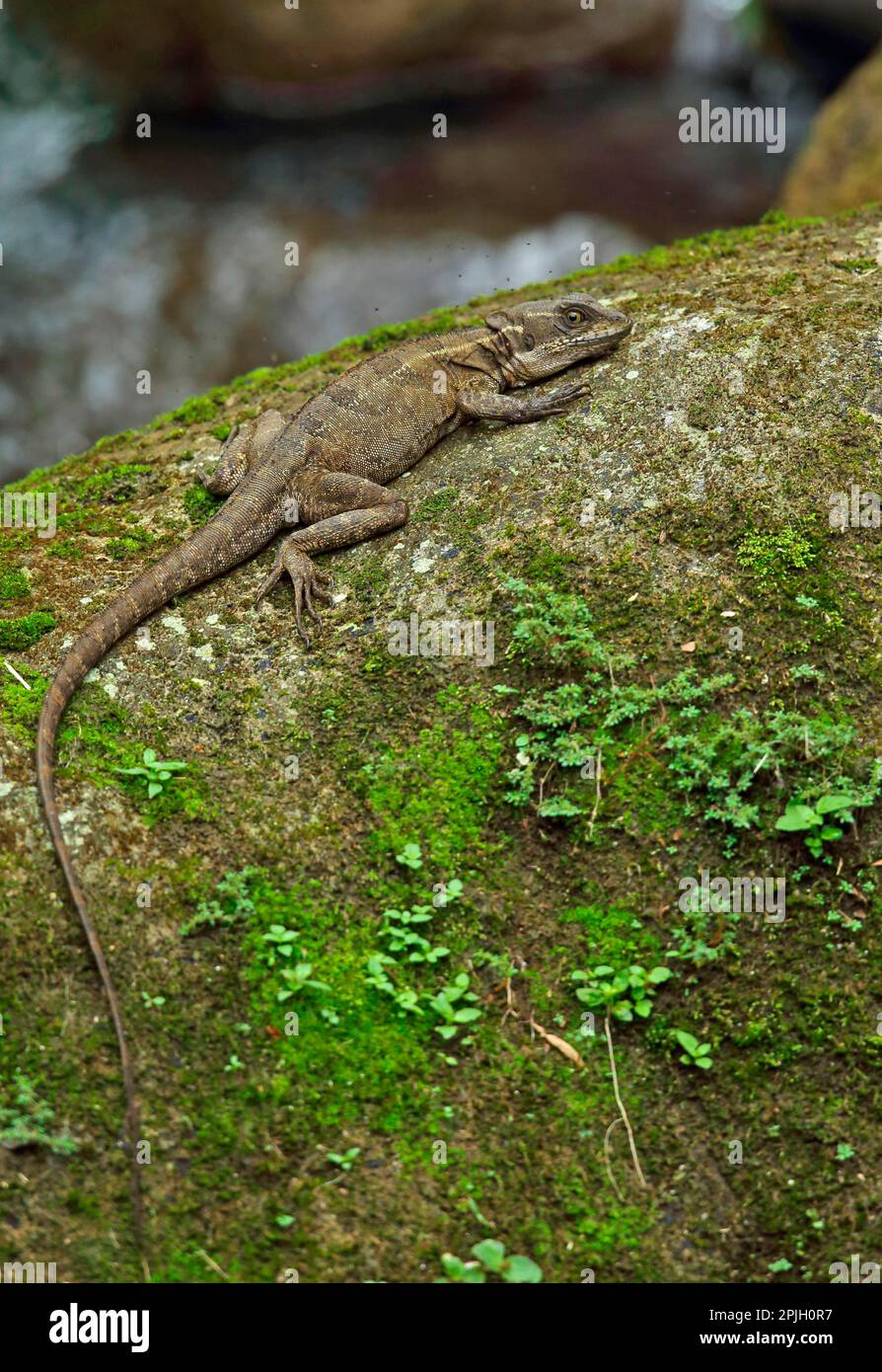 Common Basilisk (Basiliscus basiliscus) adult, with small insects in ...