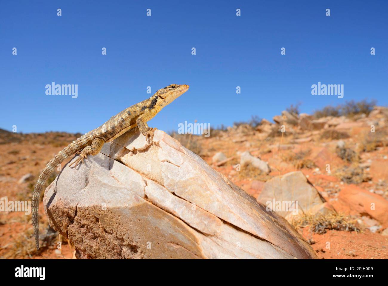 Karusasaurus polyzonus, Banded Lizard, Banded Lizard, Other animals ...