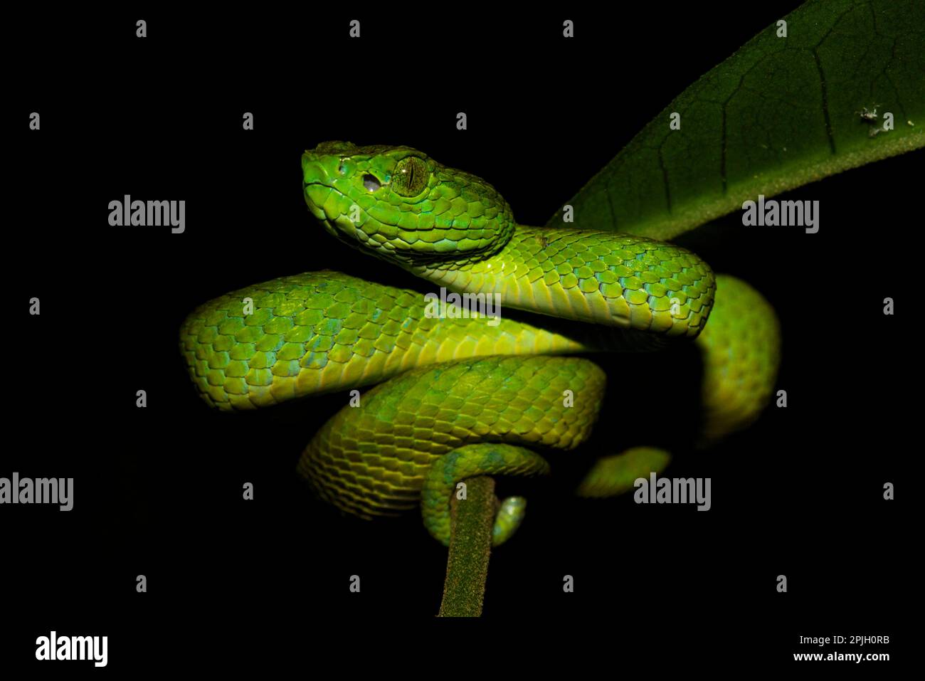 Honduran Palm-pitviper (Bothriechis marchi) juvenile, coiled on leaf ...
