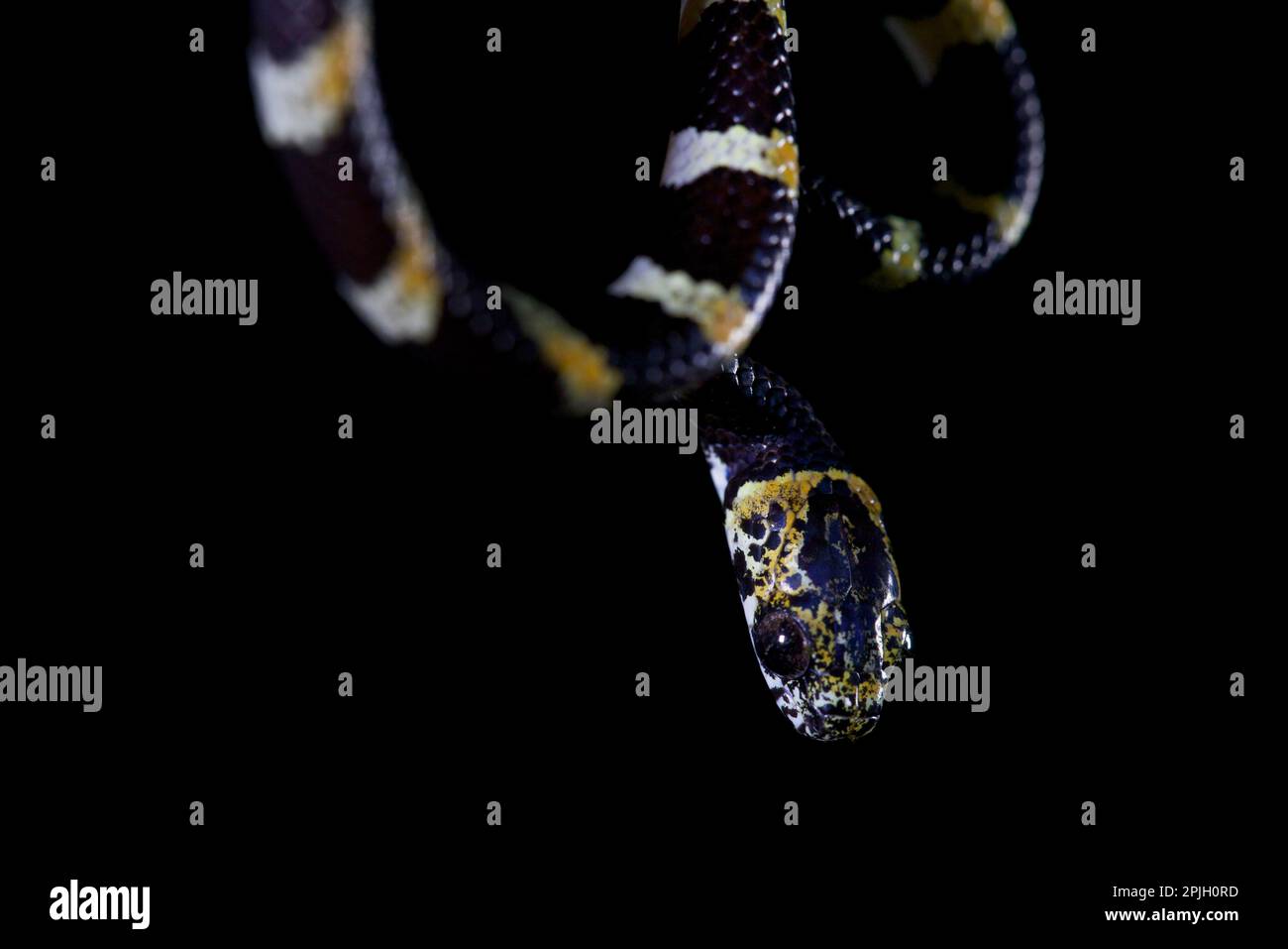 Sibon dimidiatus hi-res stock photography and images - Alamy