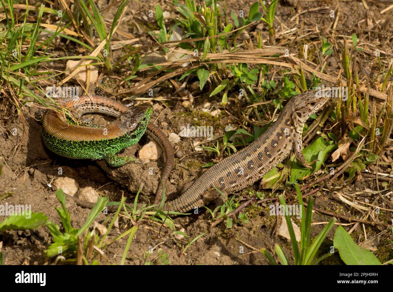 Sand Lizard (Lacerta agilis) adult pair, courting during breeding ...