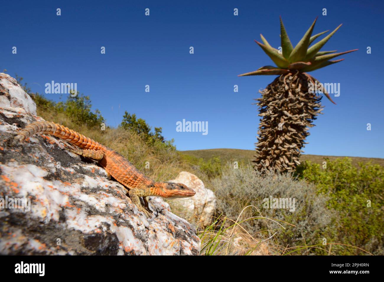 Cape Girdled Lizard (Cordylus cordylus) adult, resting on rock in ...
