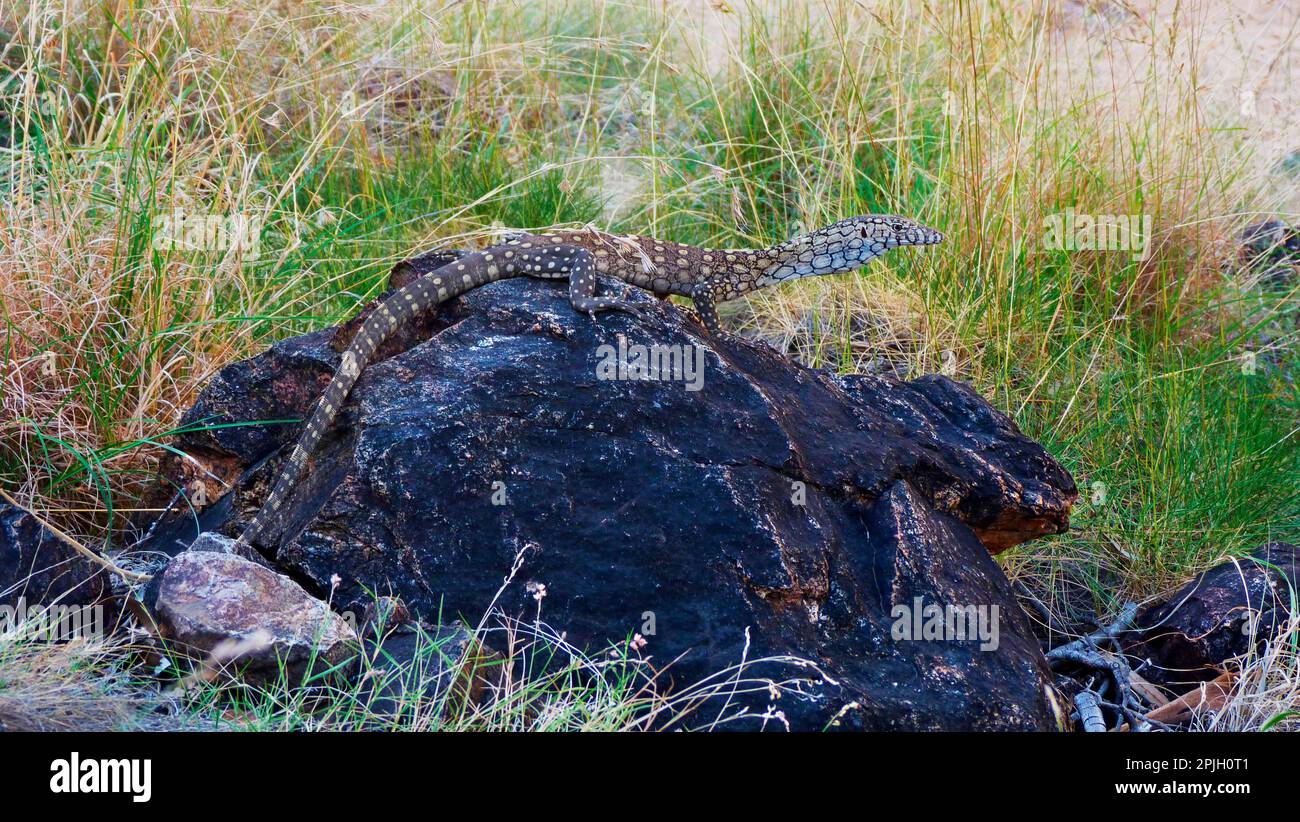 Perentie (Varanus giganteus) adult, resting on rock, Ormiston Gorge ...