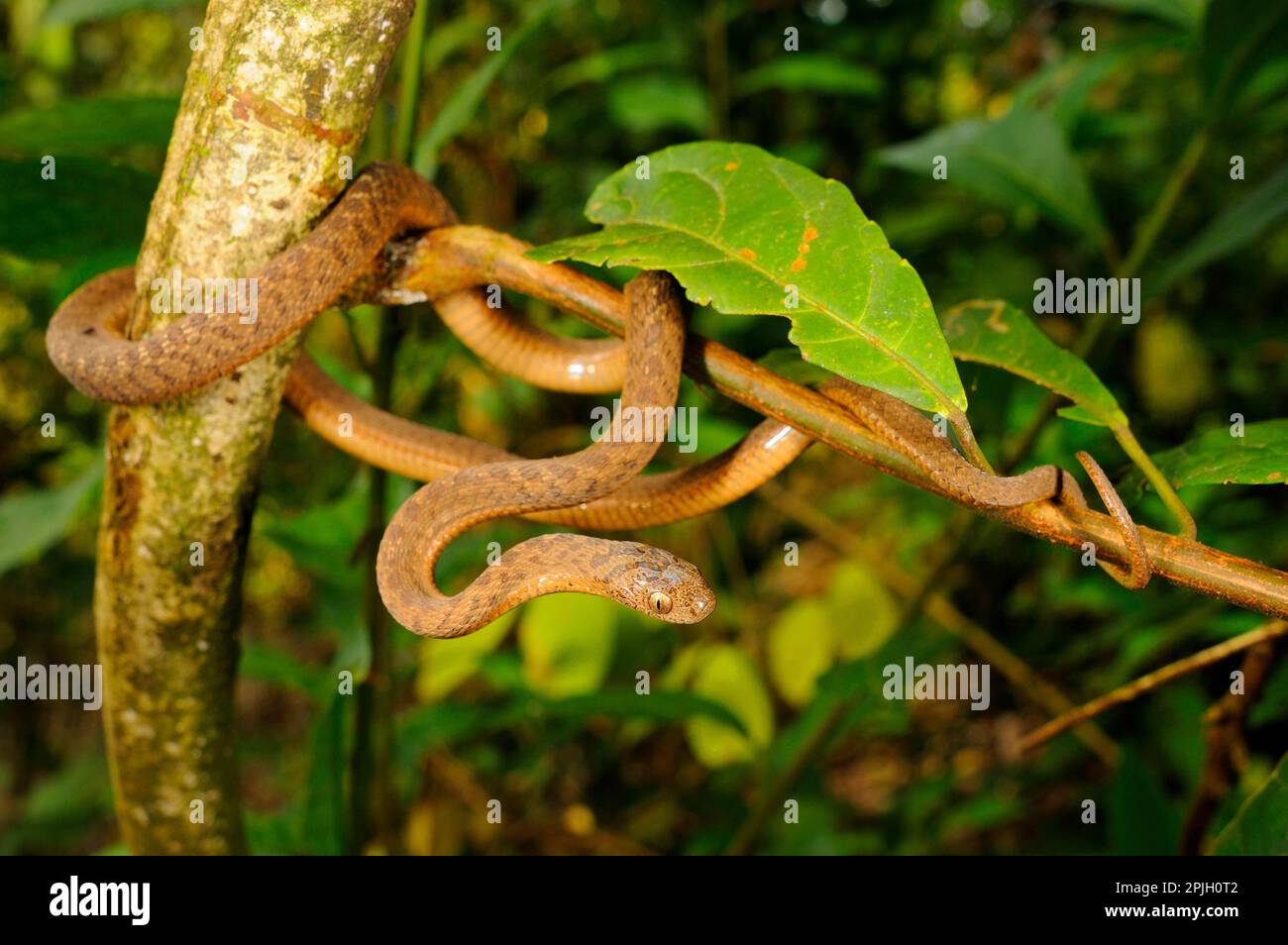 Egg snake, Egg snakes, Other animals, Reptiles, Snakes, Animals ...