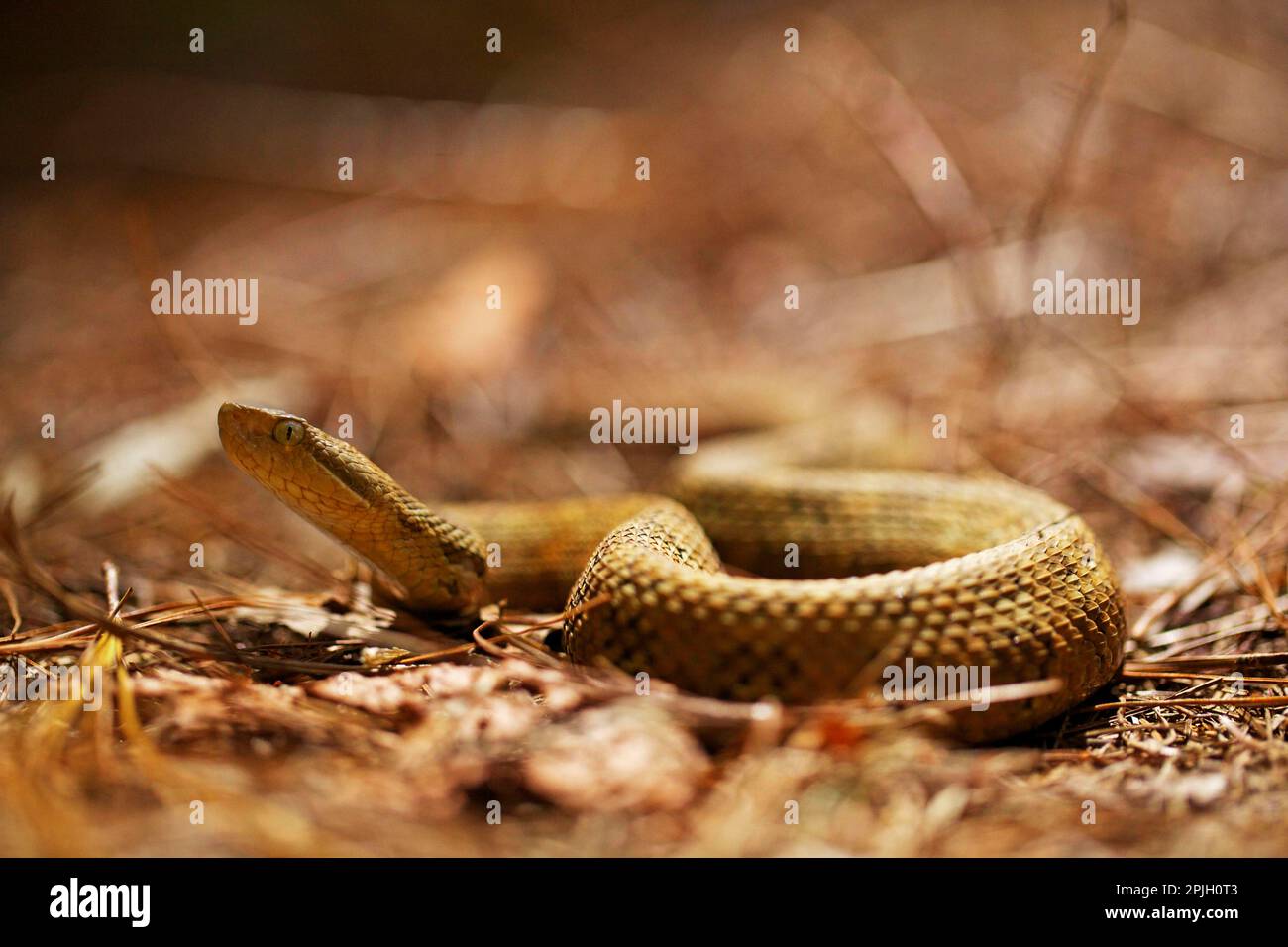 Honduran Montane Pitviper (Cerrophidion wilsoni) adult female, in ...