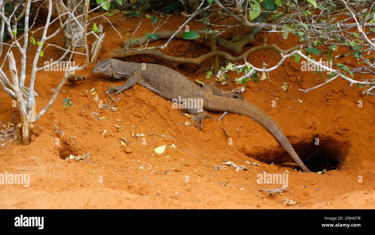 Bengal bengal monitor (Varanus bengalensis) immature, resting under ...