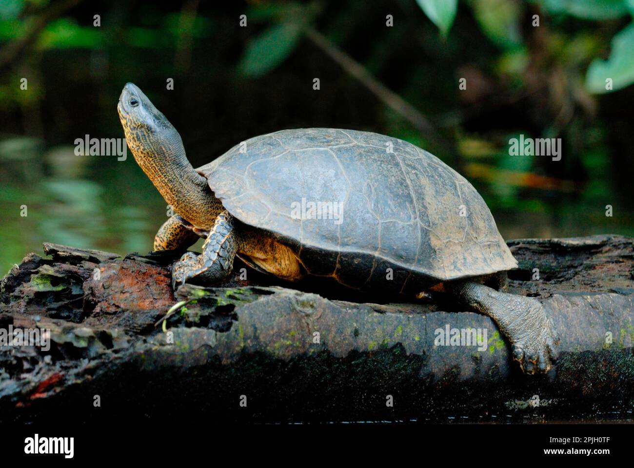 Black River Turtle (Rhinoclemmys funerea) adult, basking on log in ...