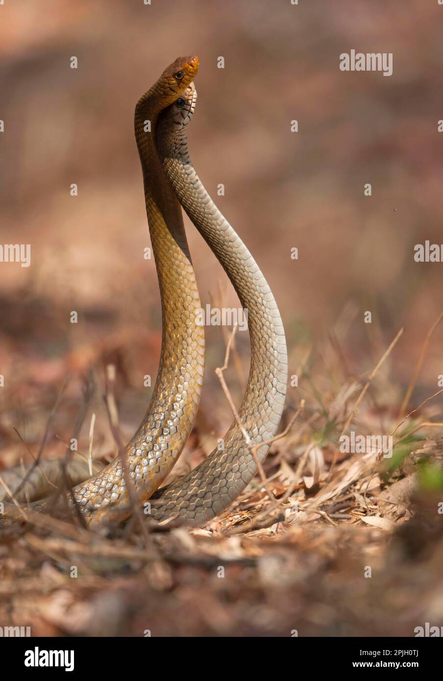 Ptyas mucosa hi-res stock photography and images - Alamy