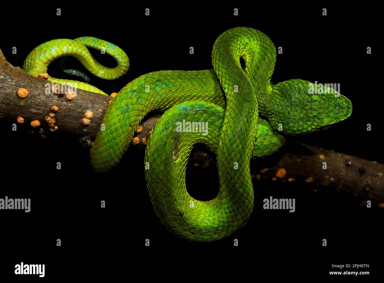 Marchi hi-res stock photography and images - Alamy