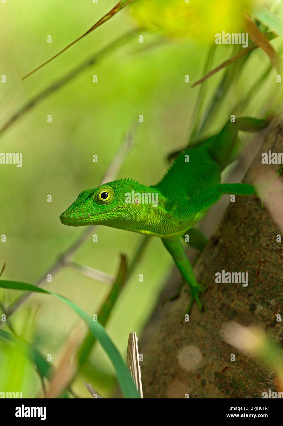 Jamaican Giant Anole (Anolis garmani) adult, clinging to tree trunk ...