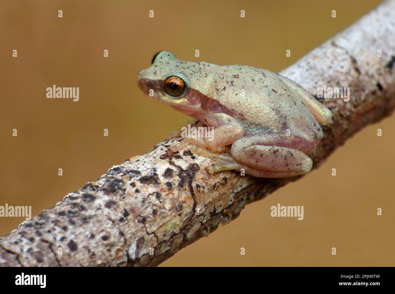Treefrog, Treefrogs, Amphibians, Other animals, Frogs, Animals, Desert ...
