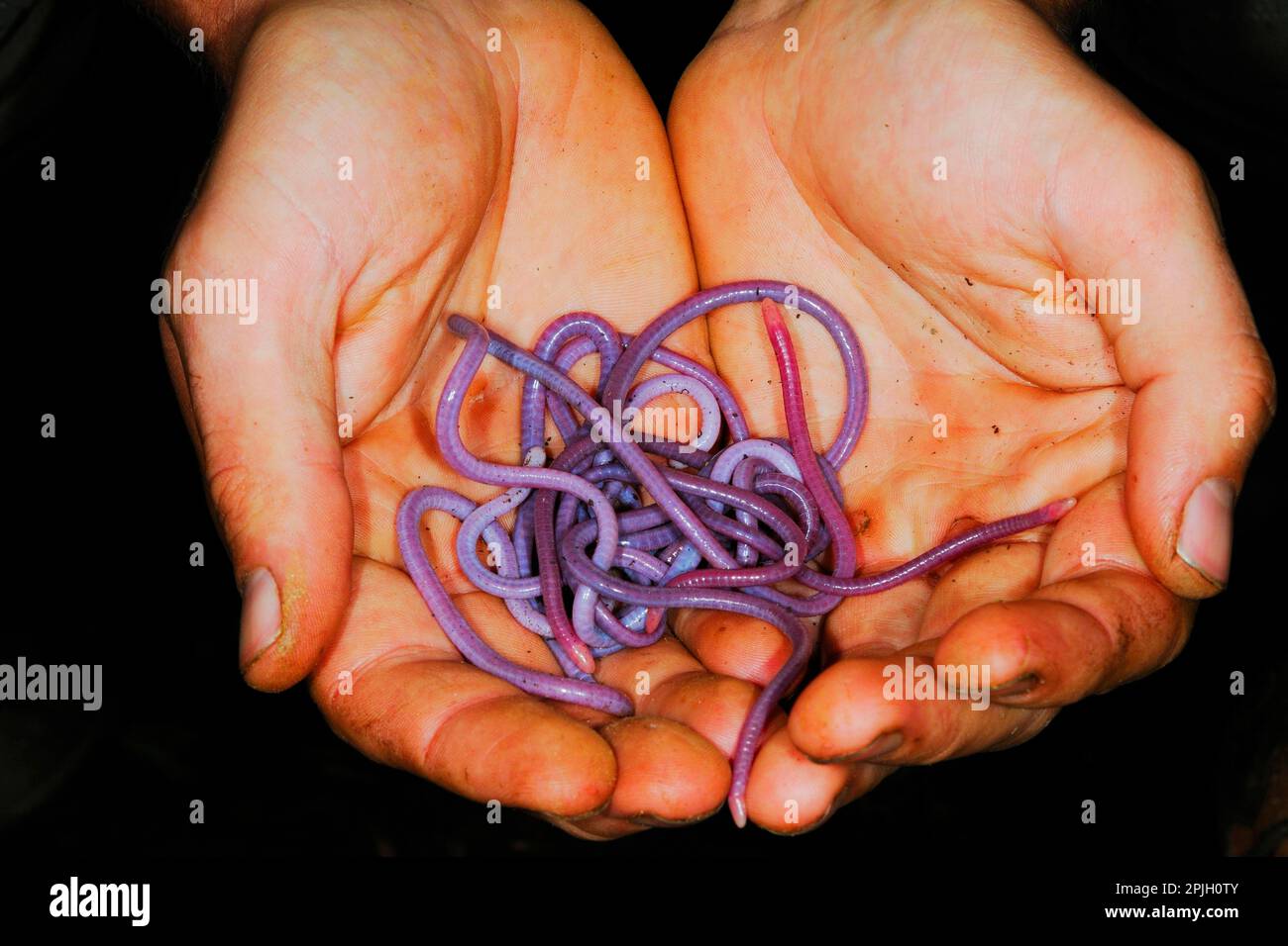 Burrowing, Burrowing, Amphibians, Other animals, Animals, fisherman's ...