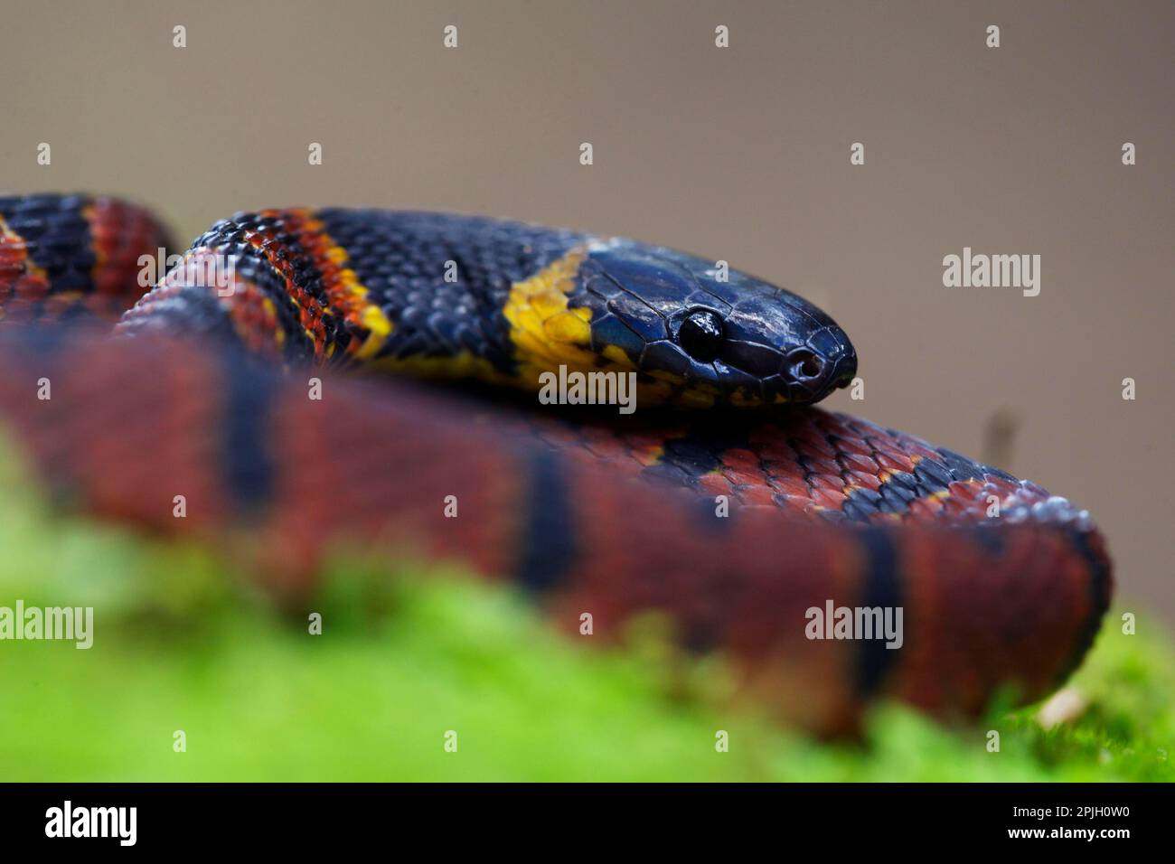 Red Coffee Snake (Ninia sebae) adult male, close-up of head, in ...