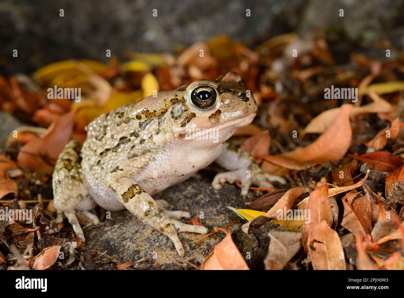 South african toad hi-res stock photography and images - Alamy