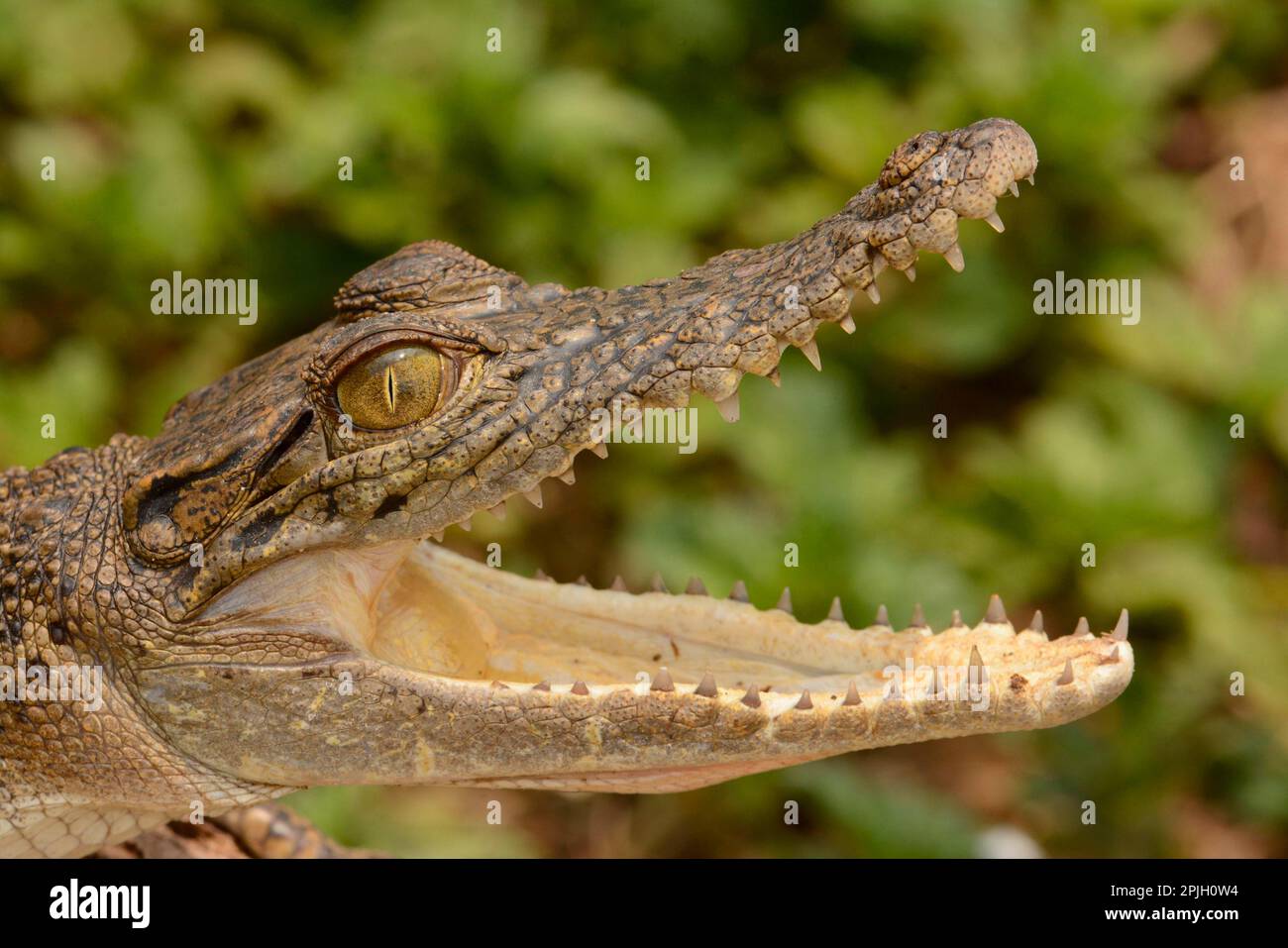 Saltwater crocodiles hi-res stock photography and images - Alamy