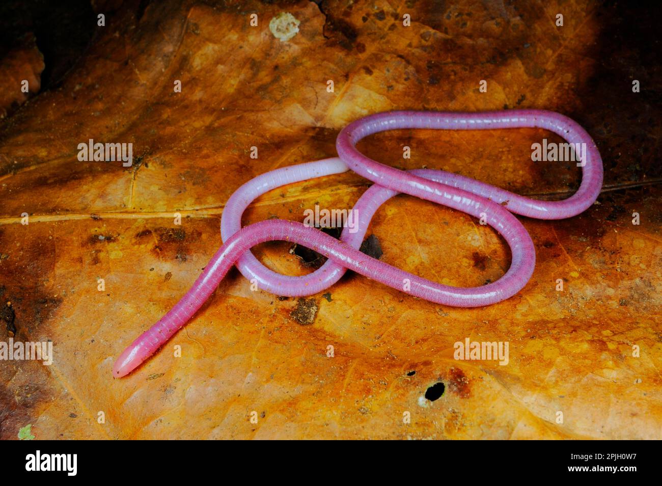 Burrowing, Burrowing, Amphibians, Other animals, Animals, fisherman's ...