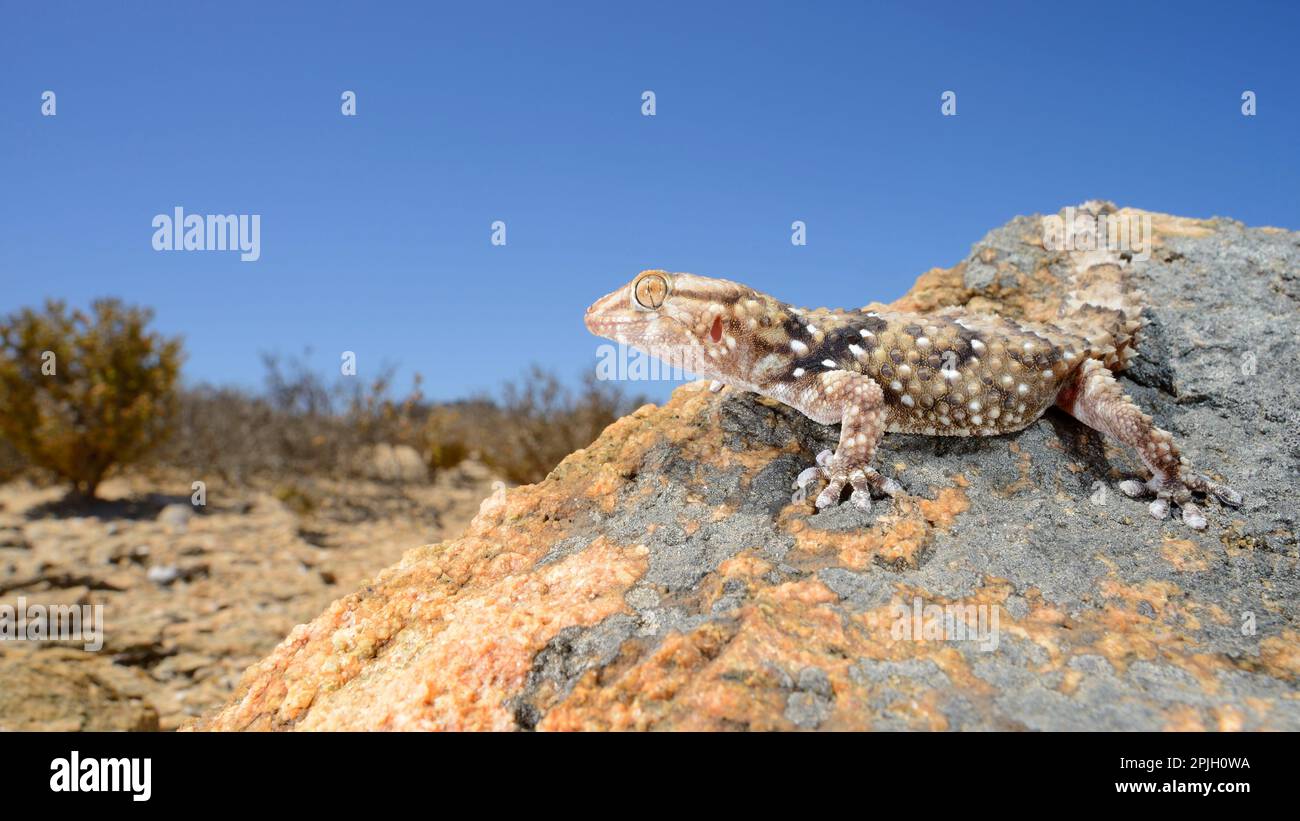 Bibron's Thick-Toed bibron's thick-toed gecko (Chondrodactylus bibronii ...