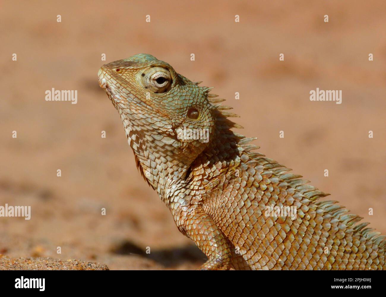 Bloodsucker (agama), oriental garden lizards (Calotes versicolor ...
