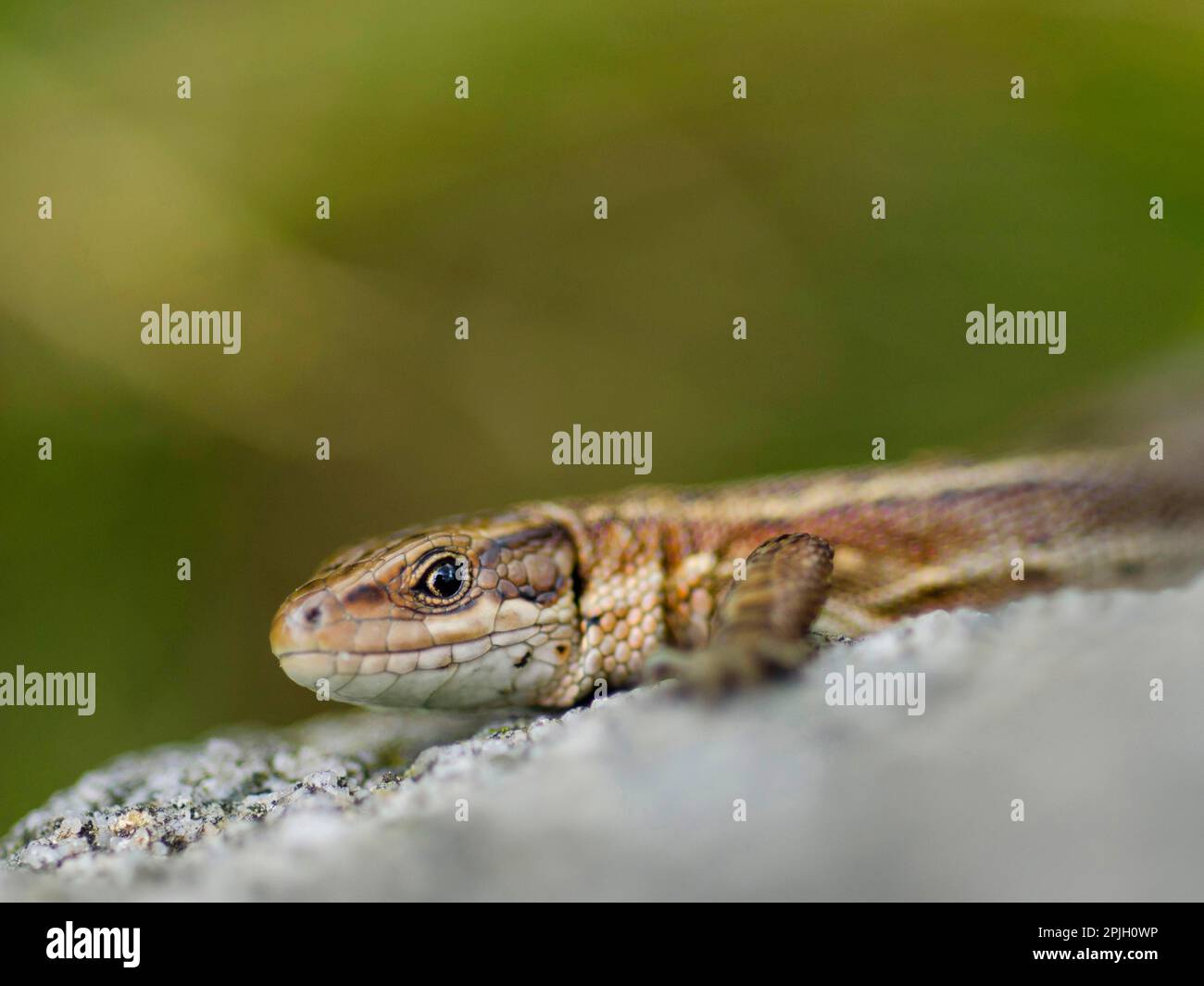 Common viviparous lizard (Zootoca vivipara) adult, sitting on rocks ...