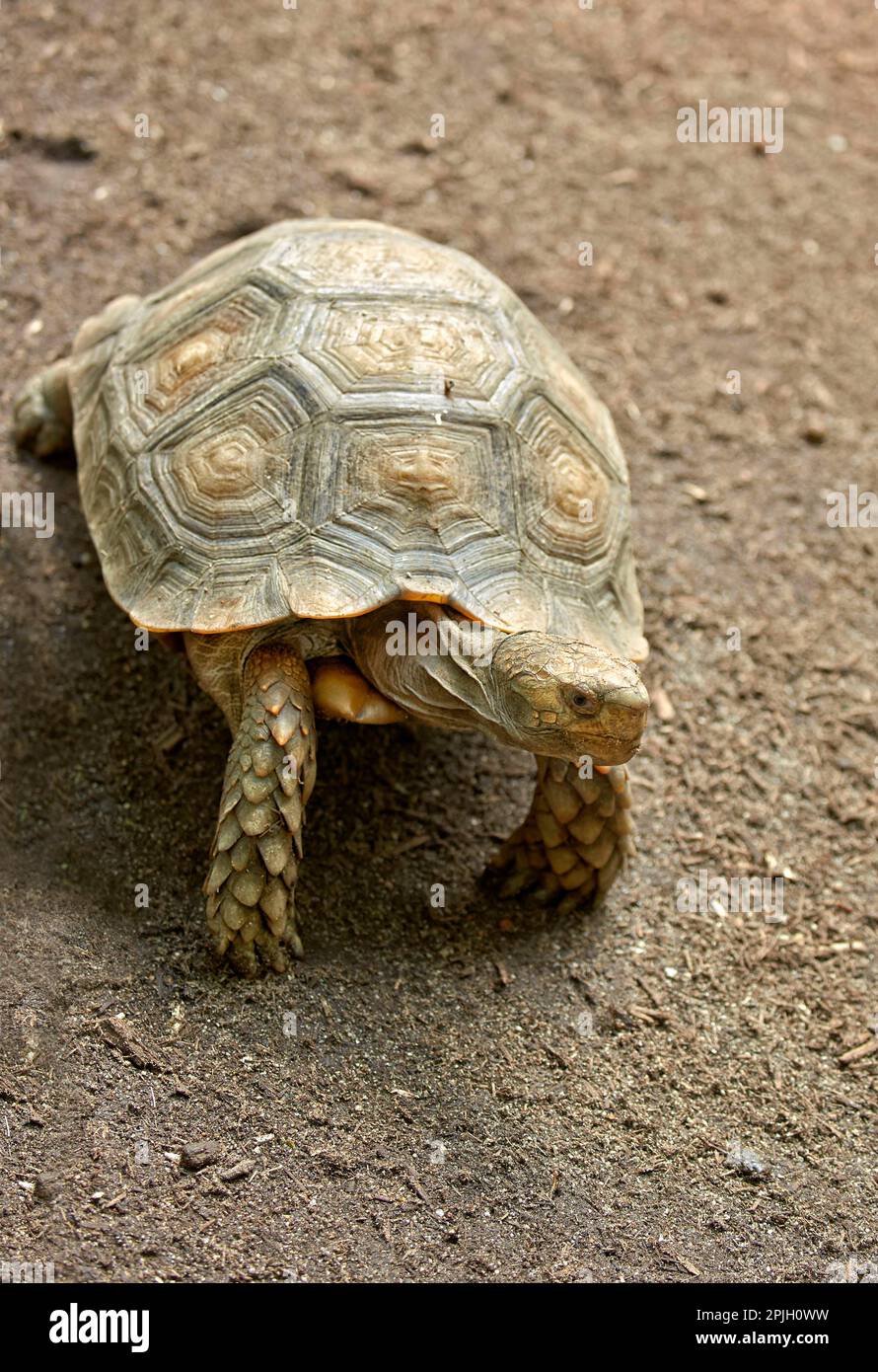Brown Tortoise, asian forest tortoises (Manouria emys), Other animals ...
