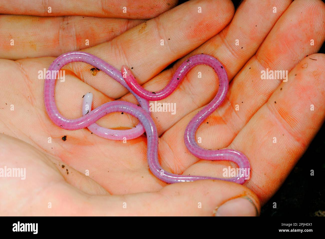 Burrowing, Burrowing, Amphibians, Other animals, Animals, fisherman's ...