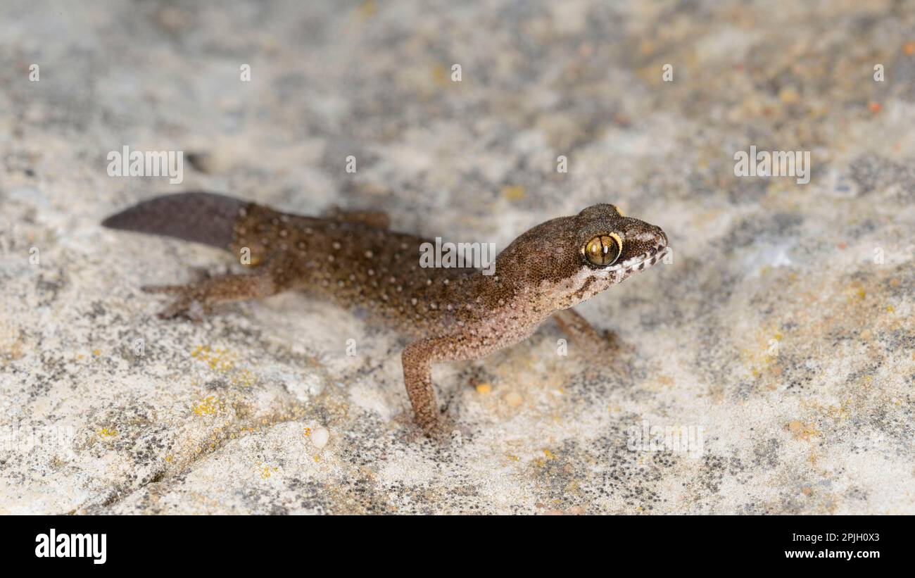 Ocellated thick toed gecko hi-res stock photography and images - Alamy