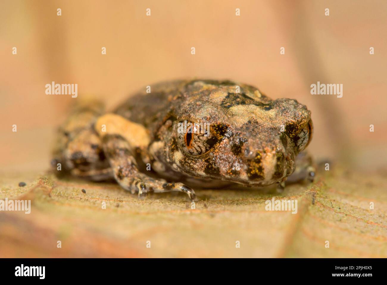 Dring's slender worm frog (Leptolalax dringi), juvenile, resting on dry ...