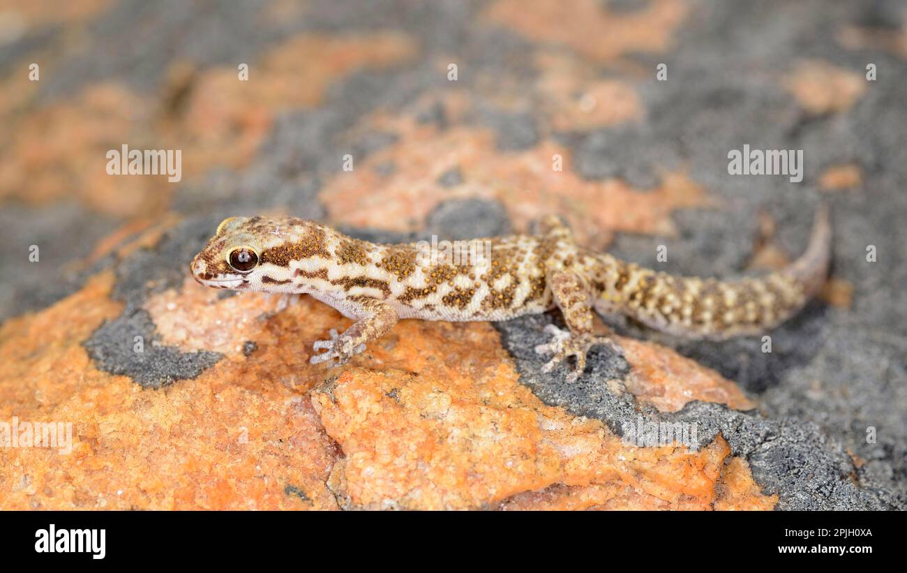 Calvinia thick-toed gecko (Pachydactylus labialis) adult, resting on ...