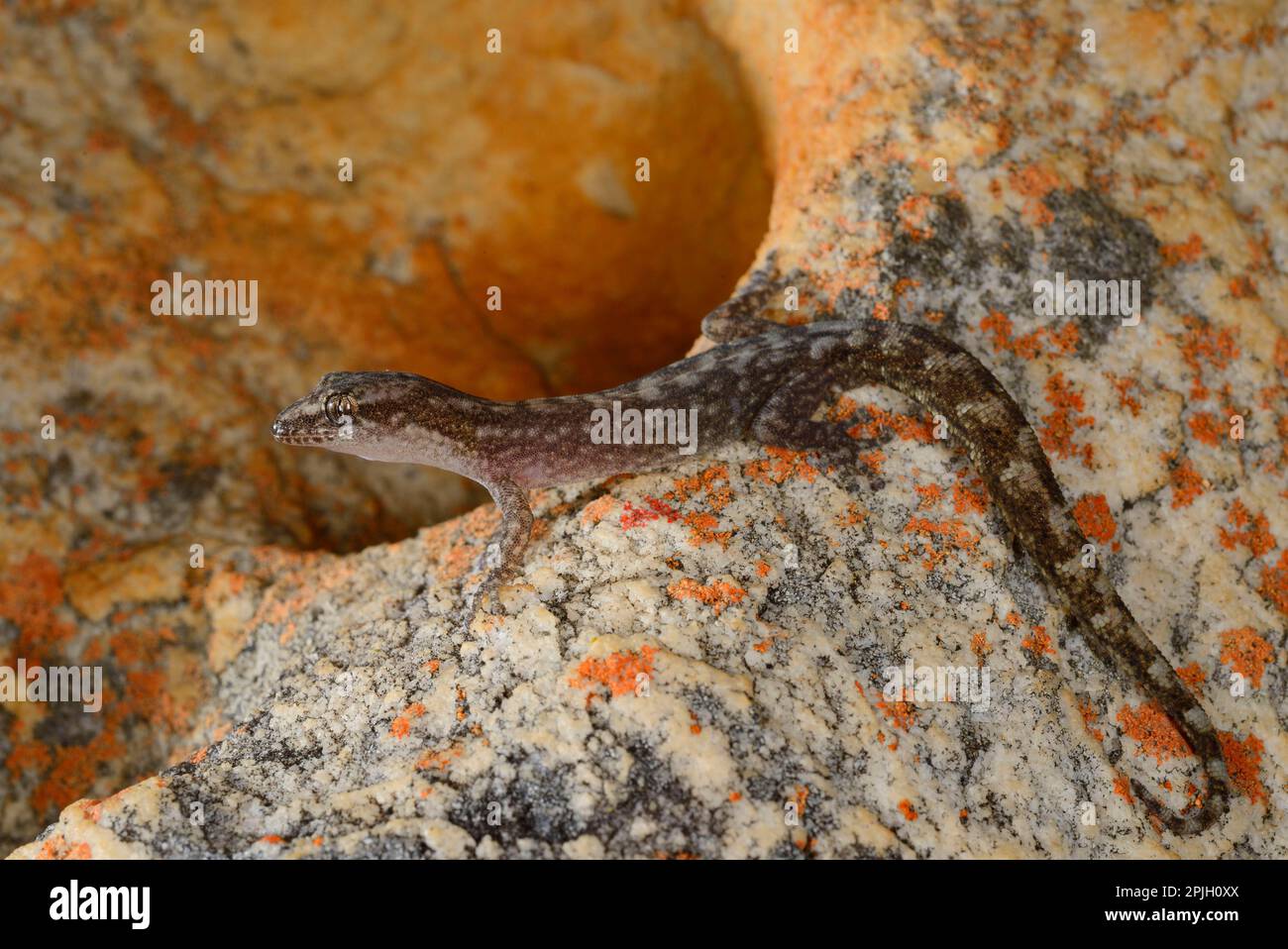 Marbled Leaf-toed Gecko (Afrogecko porphyreus) adult, resting on rock ...