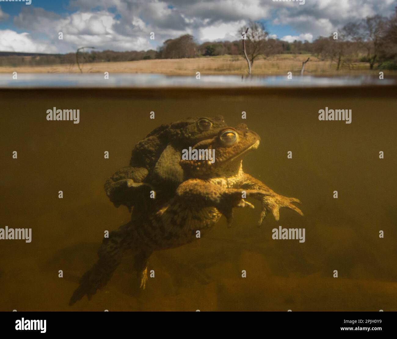 Common Toad (Bufo bufo) adult pair, in amplexus, swimming underwater ...