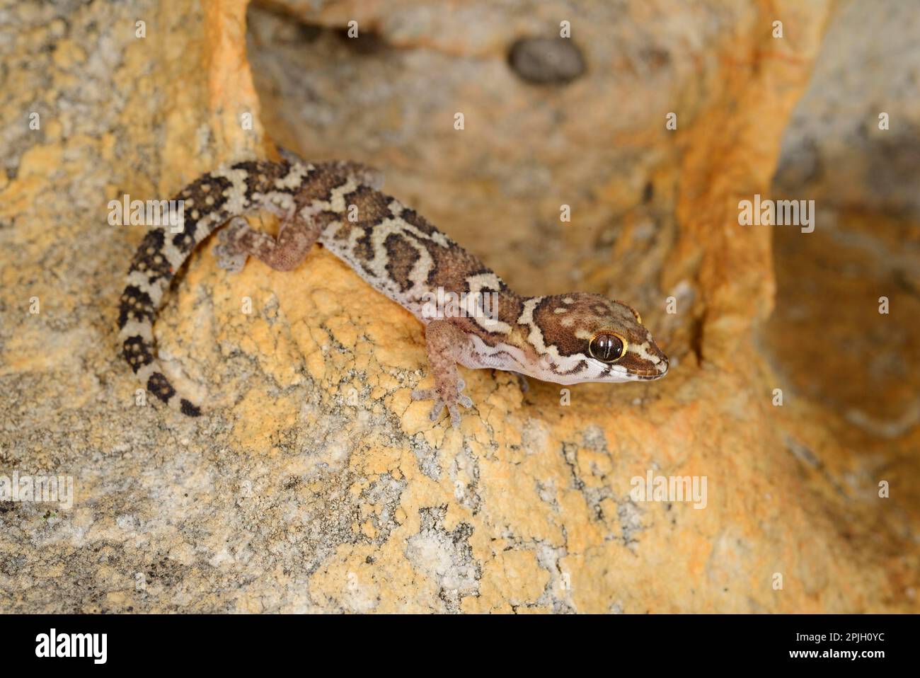 Smith's Thick-Toed Gecko (Pachydactylus formosus) adult, resting on ...