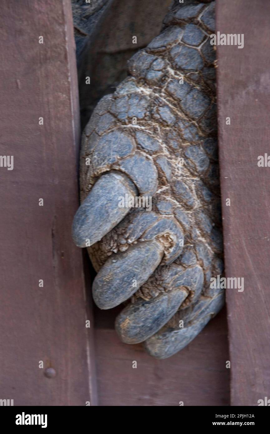 Testudo elephantopus, Galapagos giant tortoise, Elephant tortoise ...