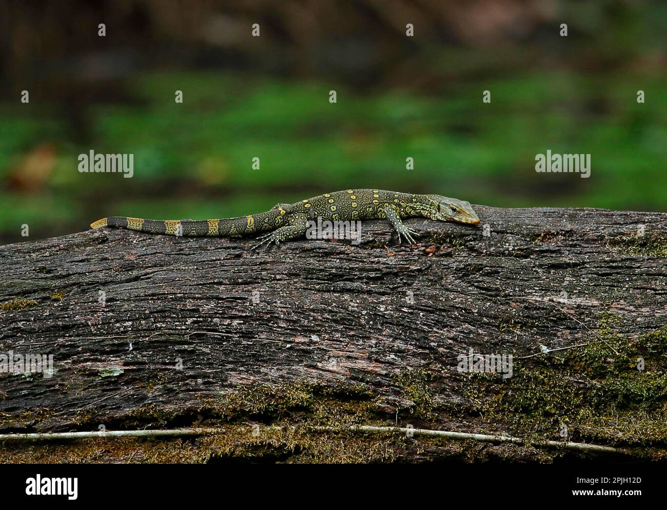 Ornate Monitor (Varanus ornatus) adult, resting on log, Ankasa Reserve ...