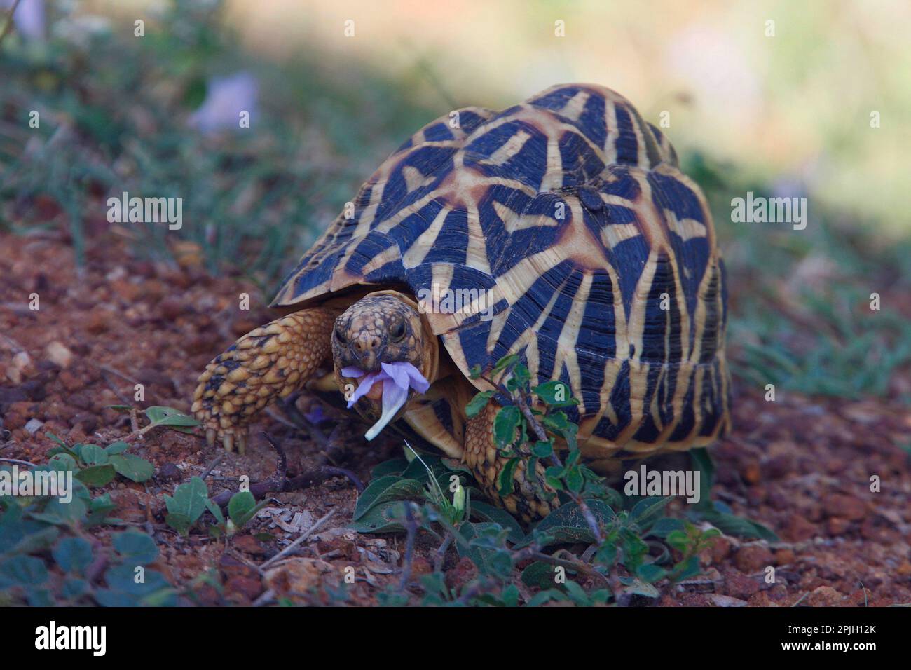 Indian Star Tortoise, Indian Star Tortoises, Other animals, Reptiles ...