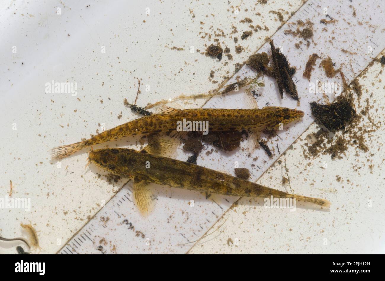Spiny stone loach (Noemacheilus spined loach (Cobitis taenia) and ...