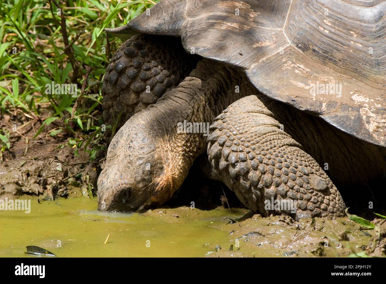 Testudo elephantopus porteri porteri porteri, Galapagos giant tortoise ...