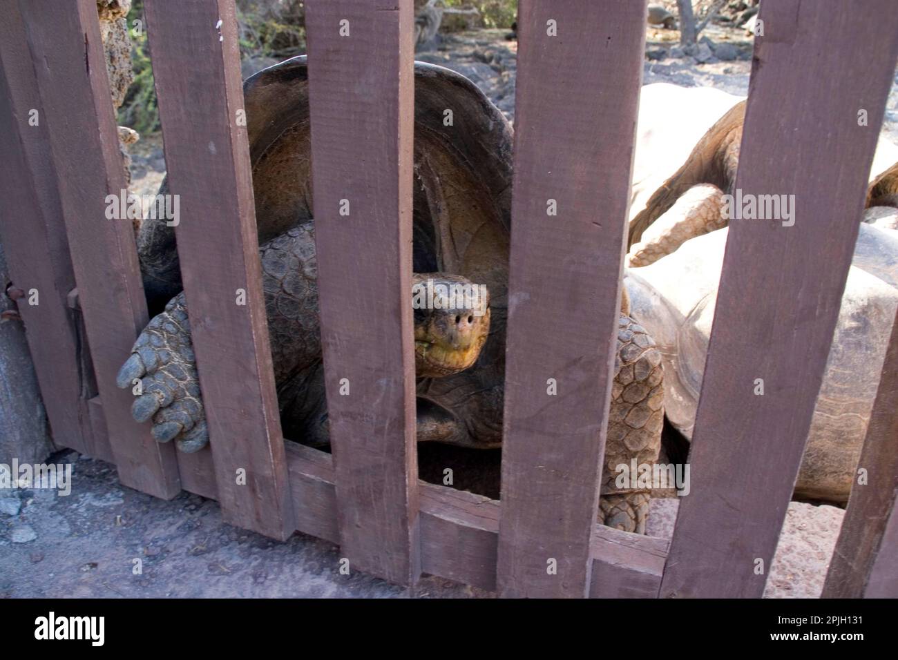 Testudo elephantopus, Galapagos giant tortoise, Elephant tortoise ...