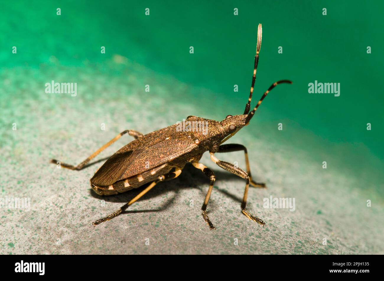 Spurge bow, Spurge bugs, Other animals, Insects, Animals, bow, Bugs ...