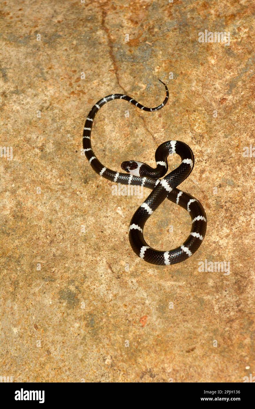 Adult Malayan banded wolf snake (Lycodon subcinctus), resting on rocks ...