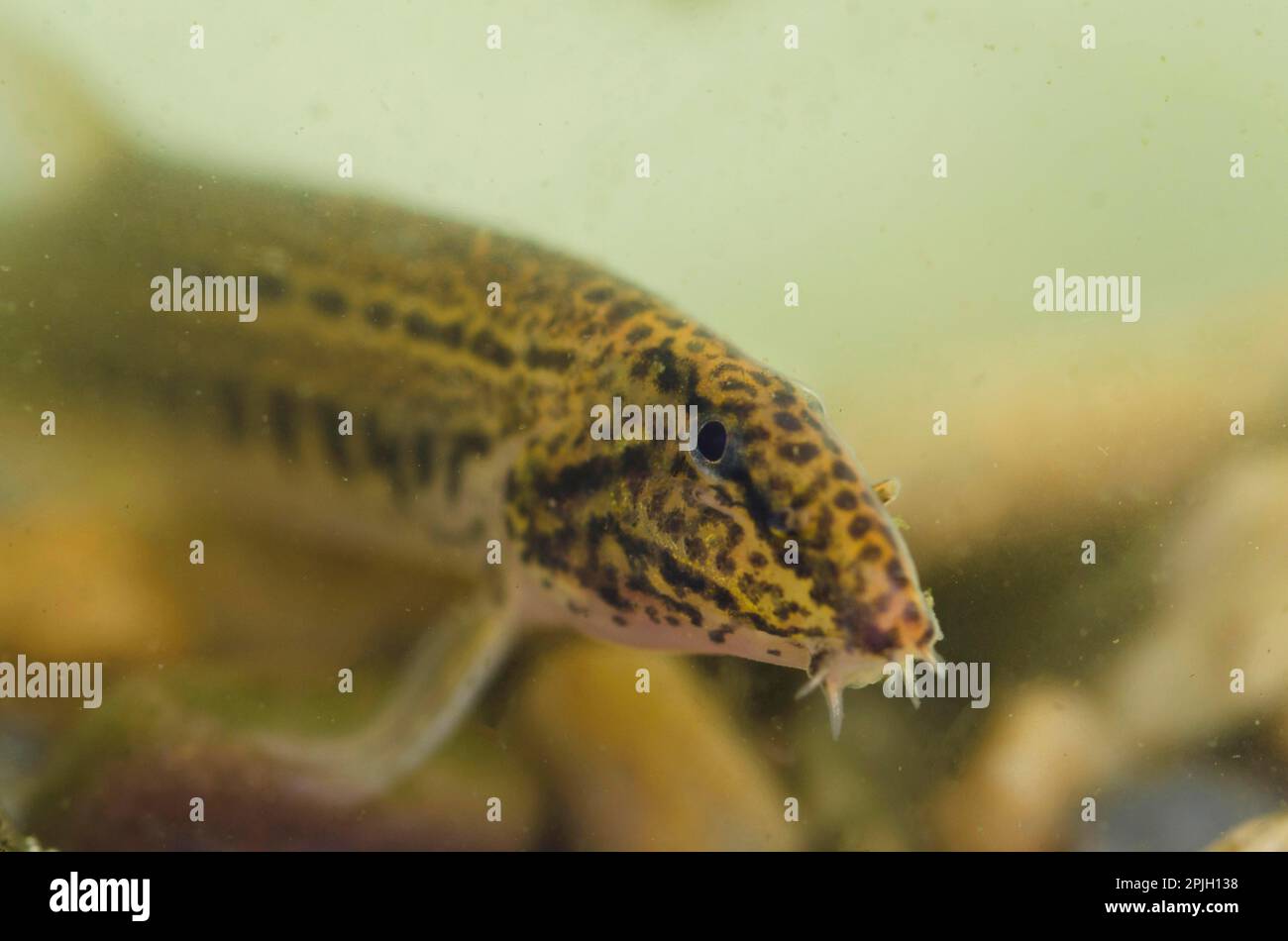 True loach hi-res stock photography and images - Alamy