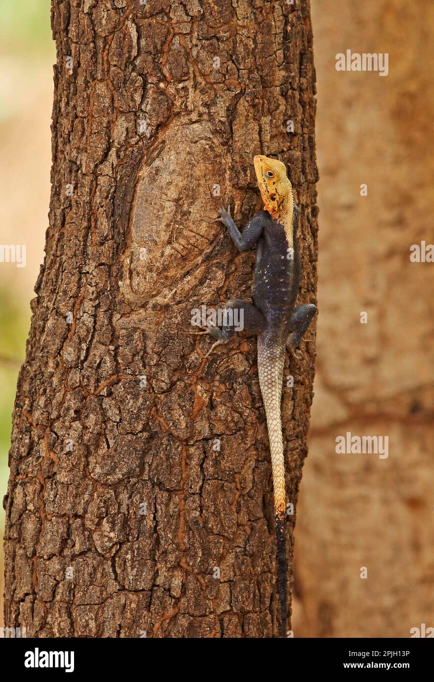 West African Agama (Agama africana) adult, clinging to tree trunk, Mole ...