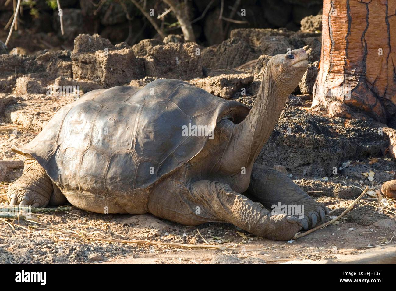 Testudo genus hi-res stock photography and images - Alamy