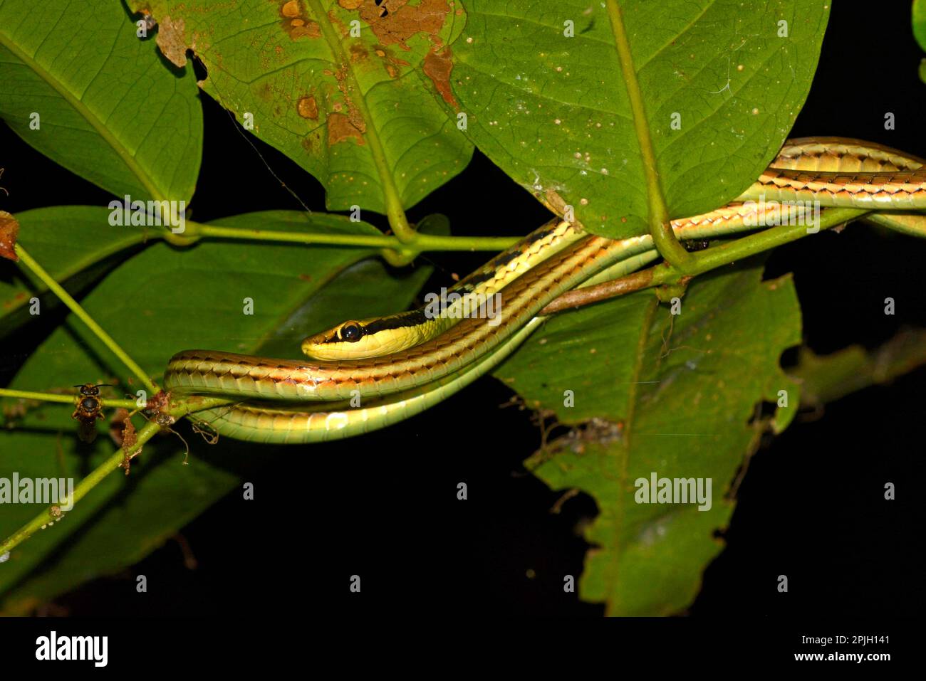 Painted bronzeback, Painted bronzeback snake (Dendrelaphis pictus ...