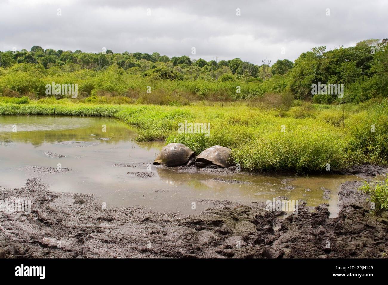 Testudo elephantopus porteri porteri porteri, Galapagos giant tortoise ...