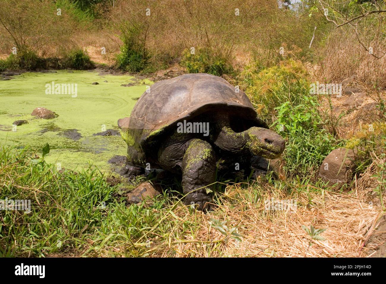 Testudo elephantopus porteri porteri porteri, Galapagos giant tortoise ...
