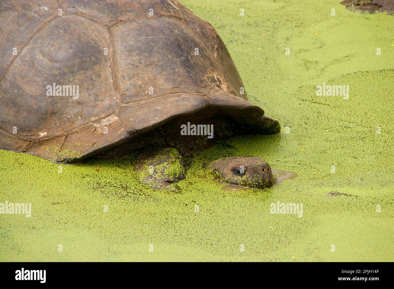 Testudo elephantopus porteri porteri porteri, Galapagos giant tortoise ...